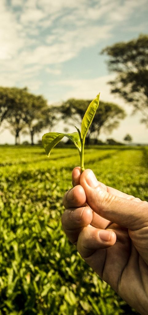 té y salud dental archivos - Tea Institute